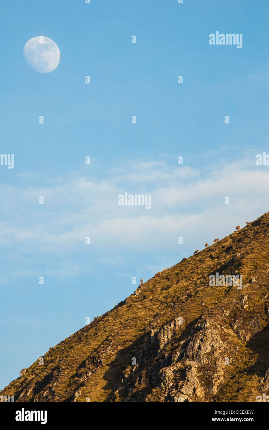 Moon deer hi-res stock photography and images - Alamy