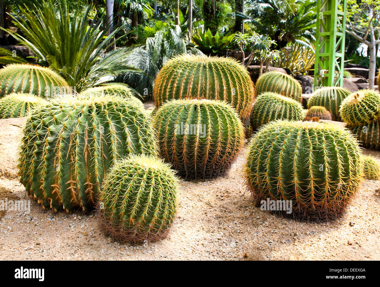 Giant cactus in Nong Nooch Tropical Botanical Garden, Pattaya, Thailand ...