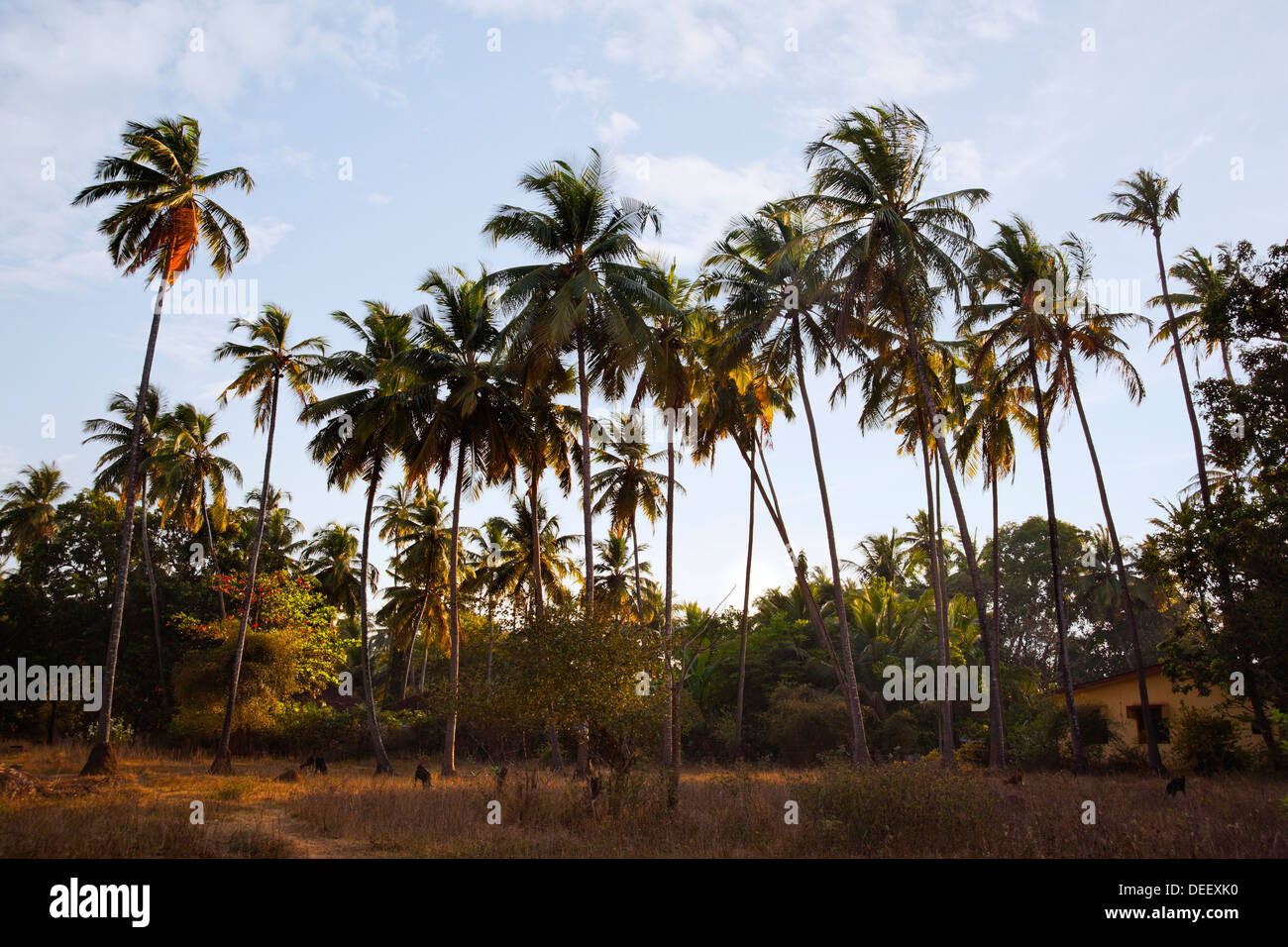 Palm tree grove, Panaji, Goa, India Stock Photo - Alamy