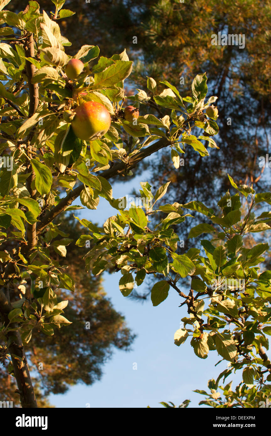 Photo of a apple tree in Sweden , taken at sunset Stock Photo - Alamy