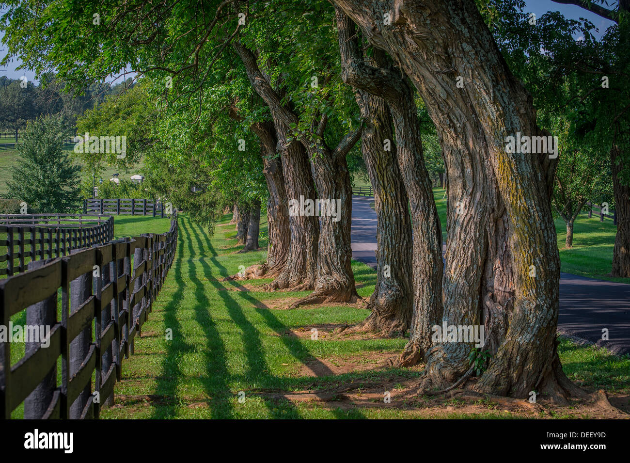Fences and trees hi-res stock photography and images - Alamy