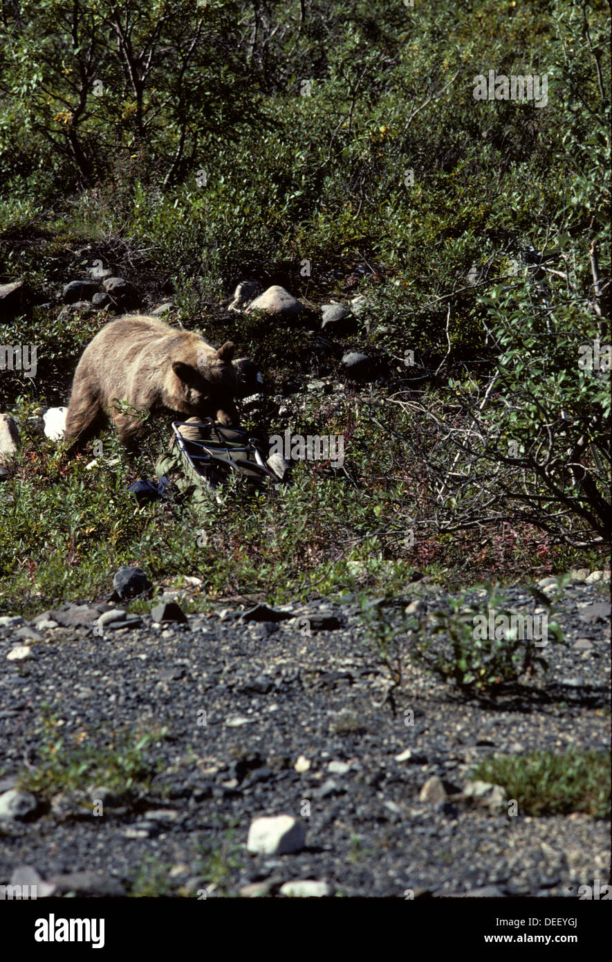 nature, alaska, landscape, wilderness, alaskan Stock Photo - Alamy