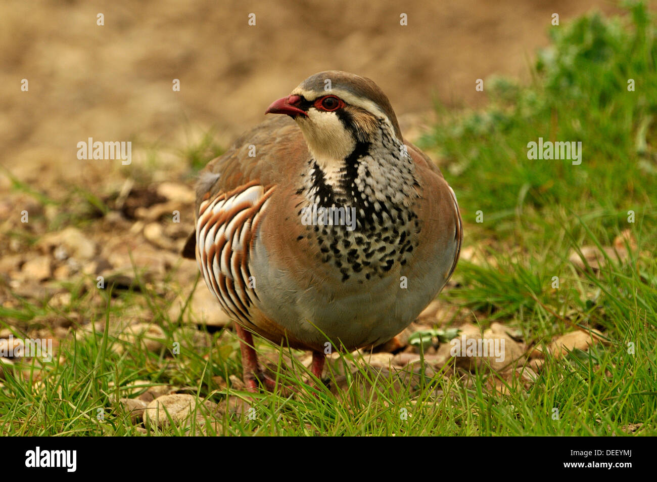 Red legged partridge Stock Photo - Alamy
