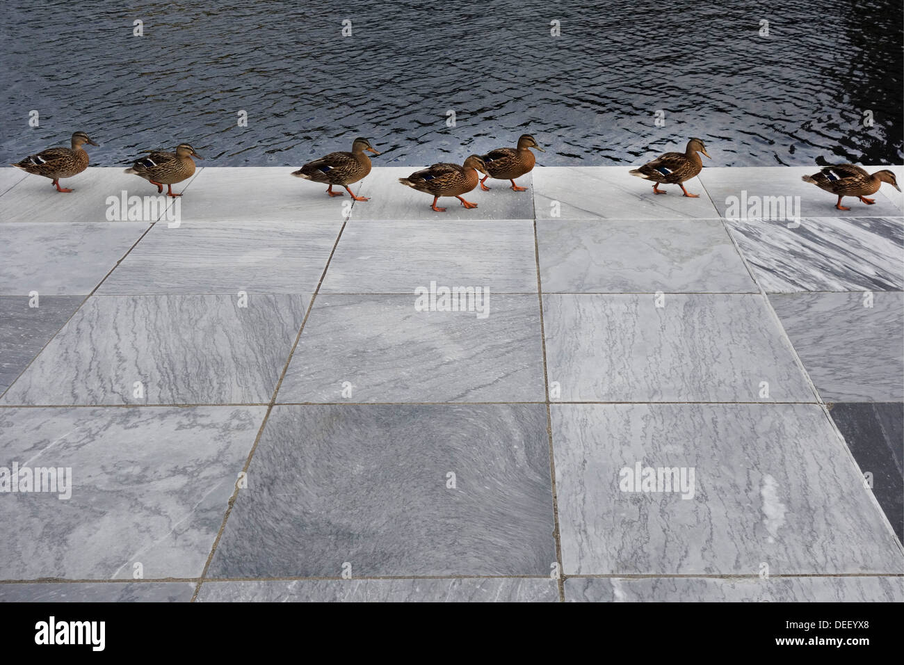 row of ducks Stock Photo - Alamy