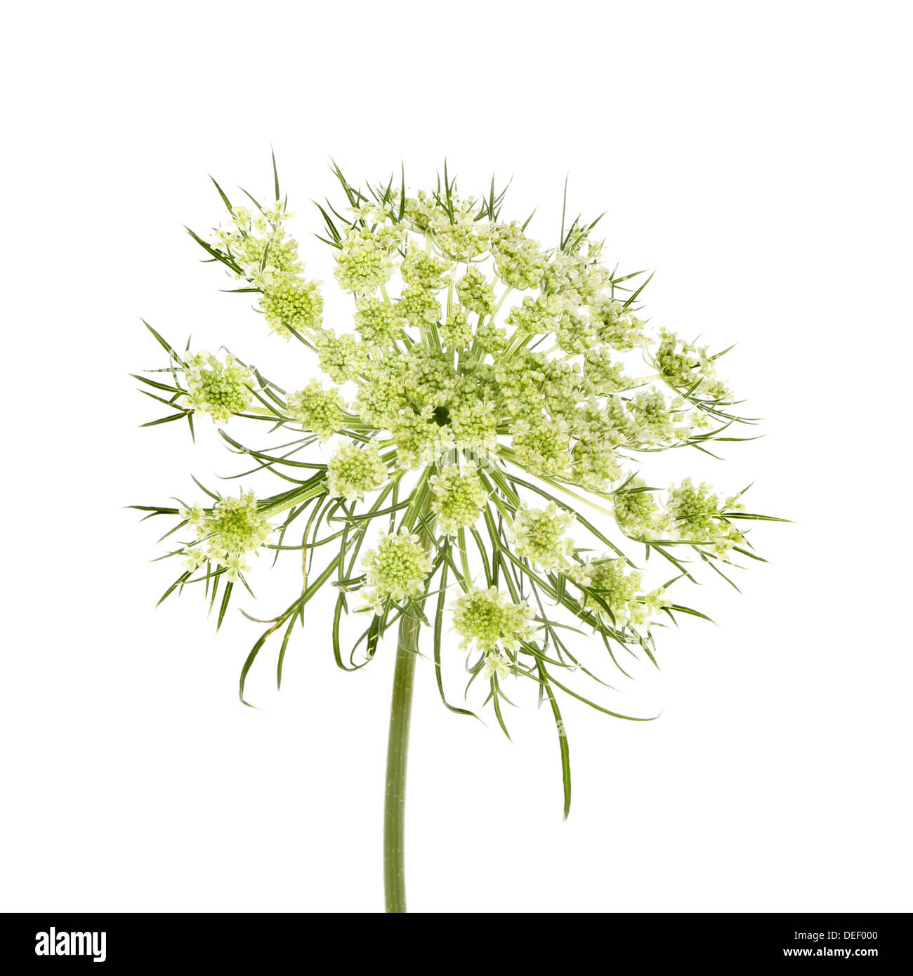 Carrot flower isolated against white Stock Photo - Alamy