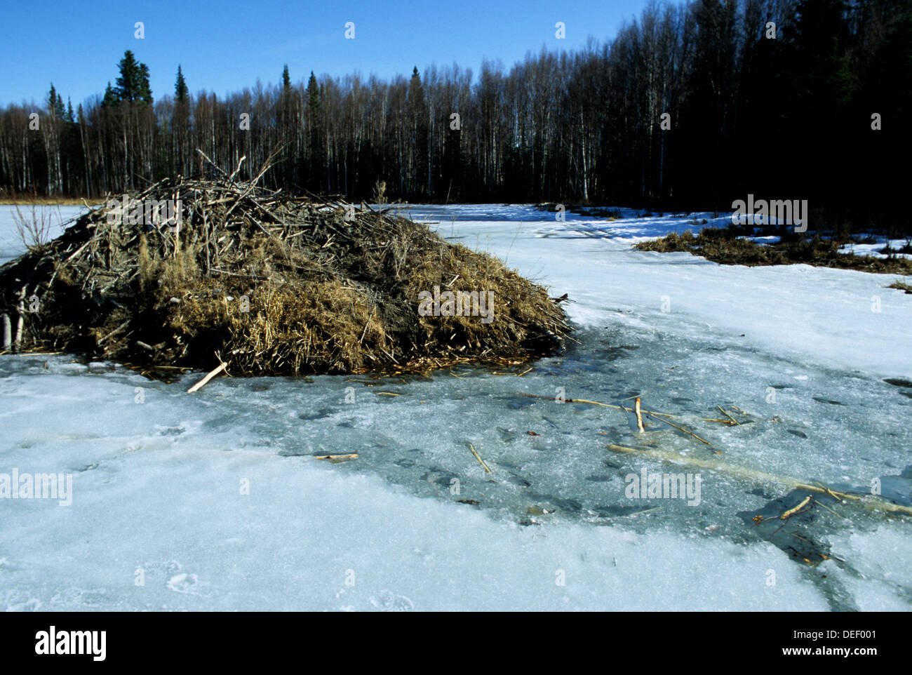 Dam wildlife hi-res stock photography and images - Alamy