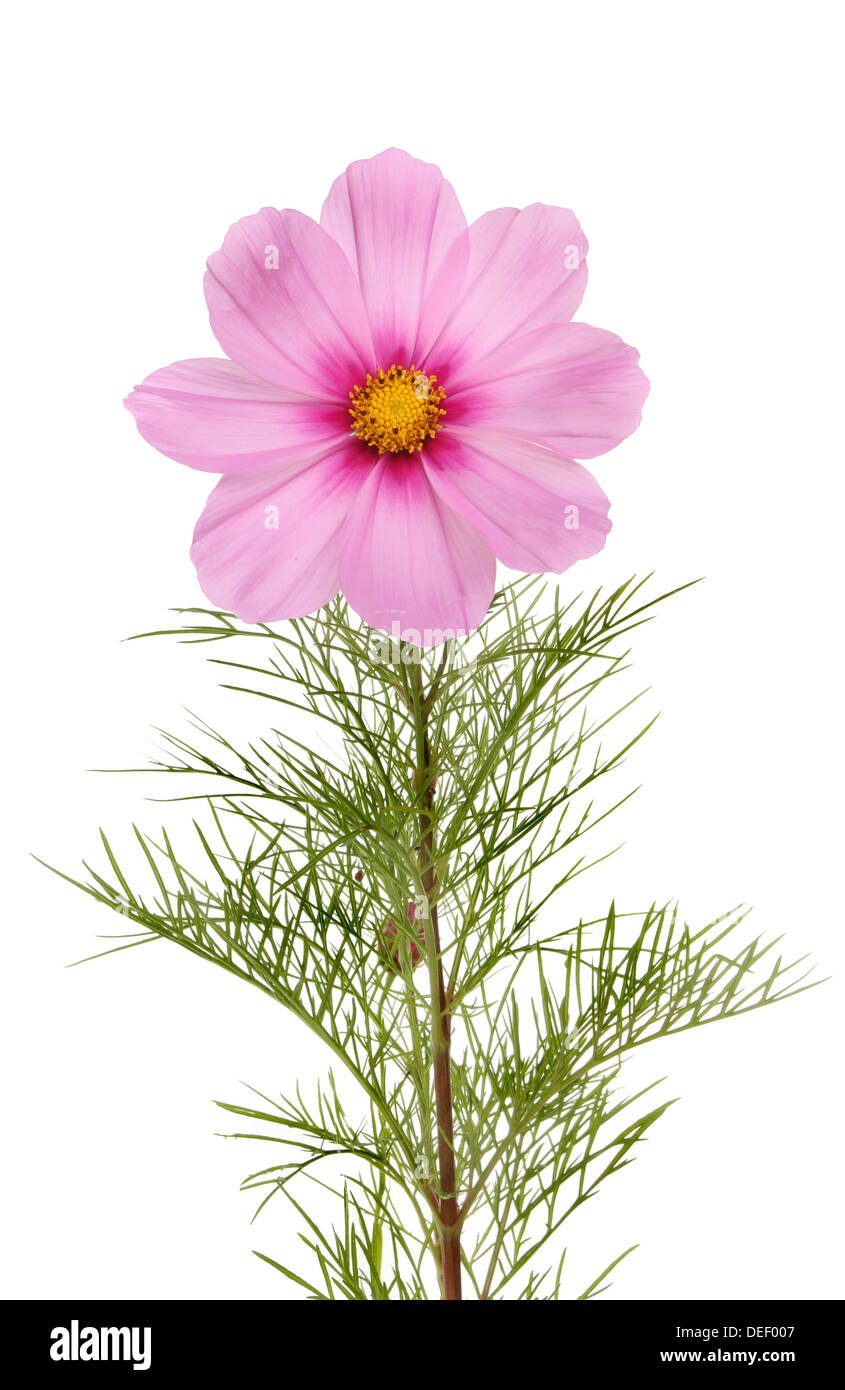 Cosmos, Cosmos bipinnatus, flower and foliage isolated against white ...