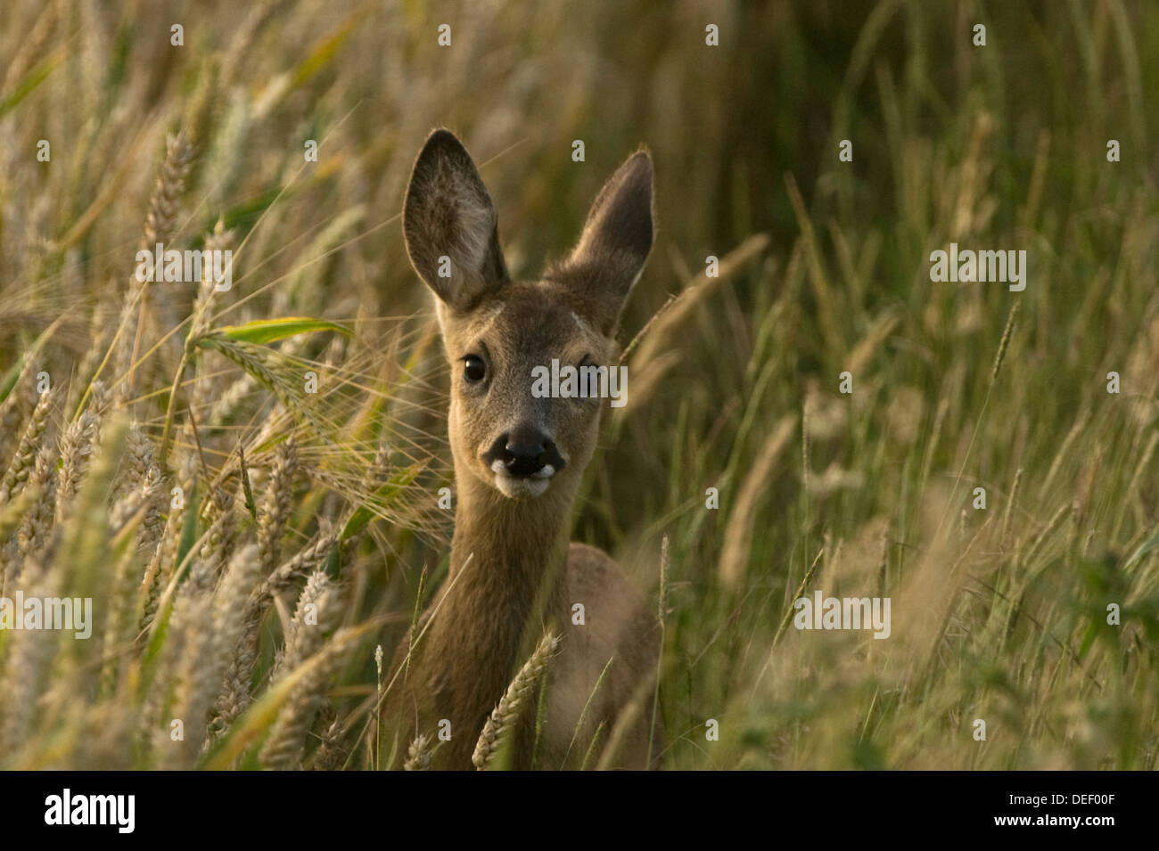 Young Roe Deer in barley Stock Photo - Alamy