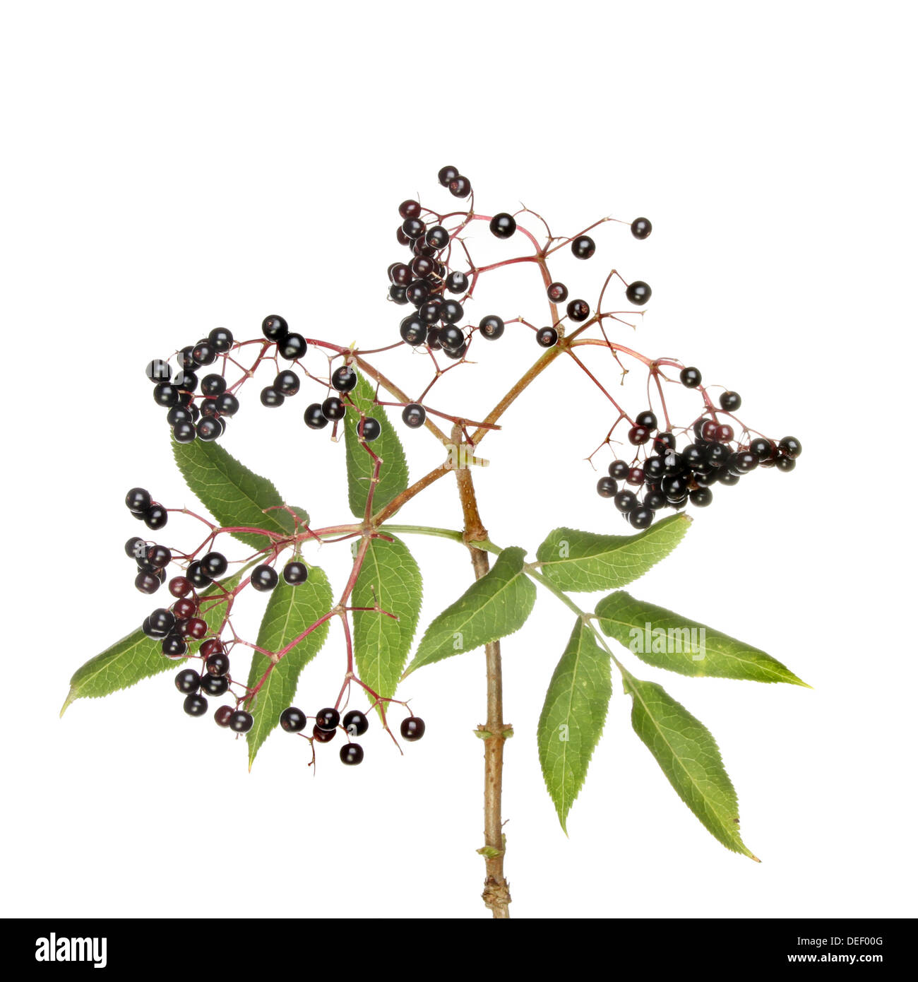 Elderberries hi-res stock photography and images - Alamy