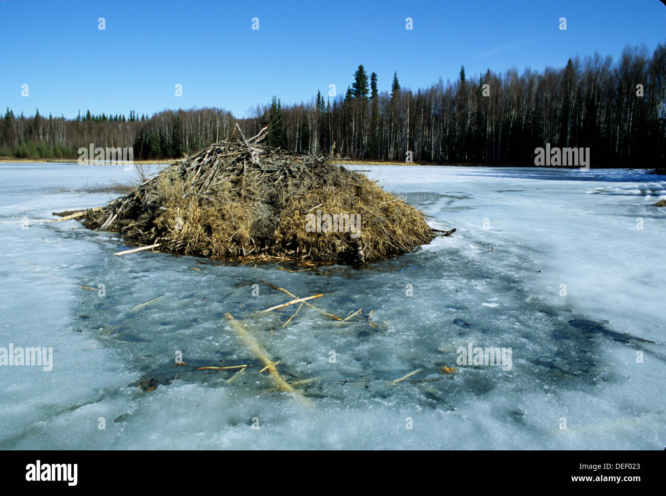 beaver, nature, water, wildlife, wilderness, dam, beaver dam, gnaw ...