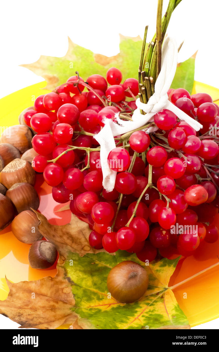 ripe fruit plants viburnum Stock Photo - Alamy