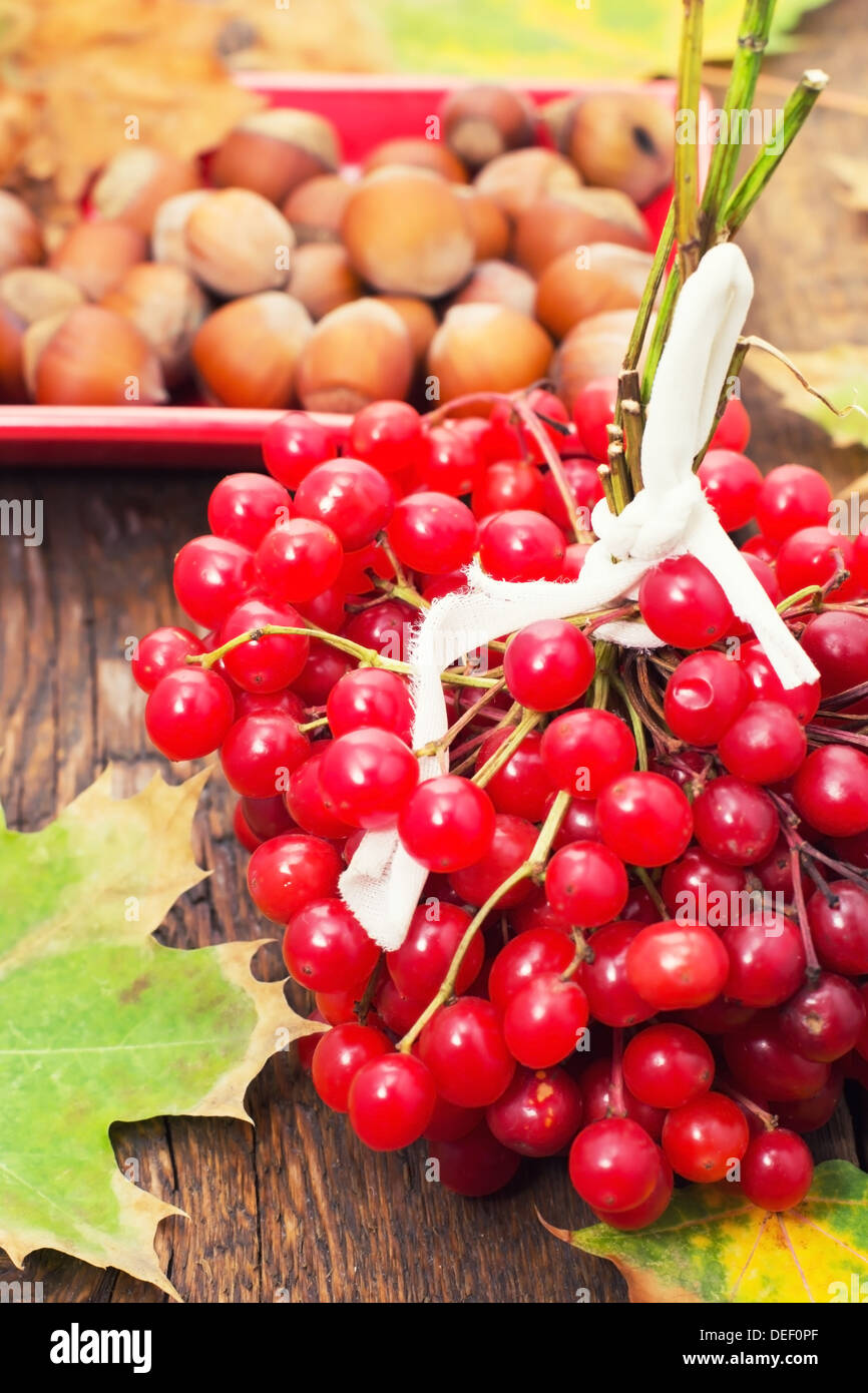 ripe fruit plants viburnum Stock Photo - Alamy
