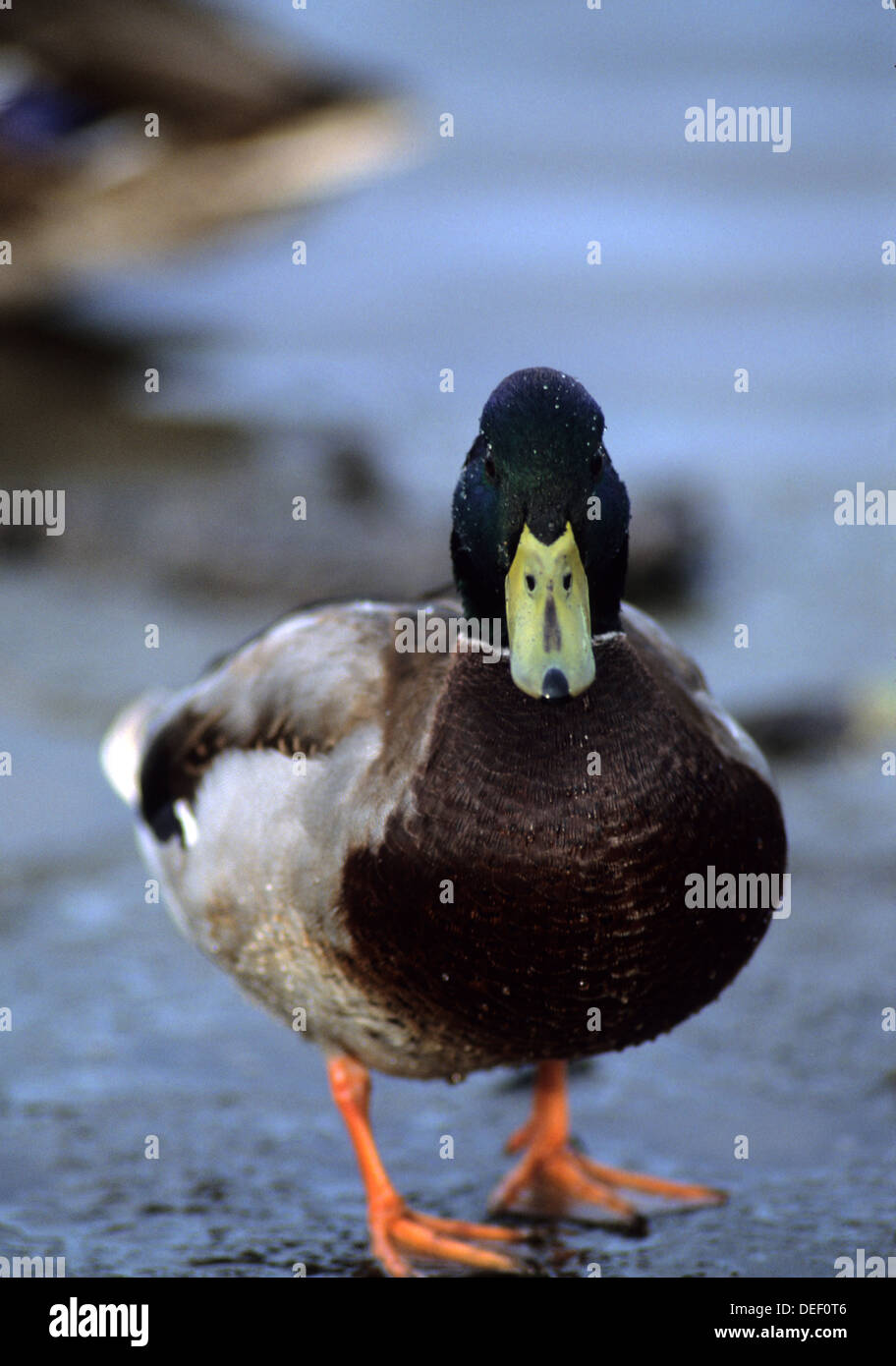 Nature wild wilderness hi-res stock photography and images - Alamy