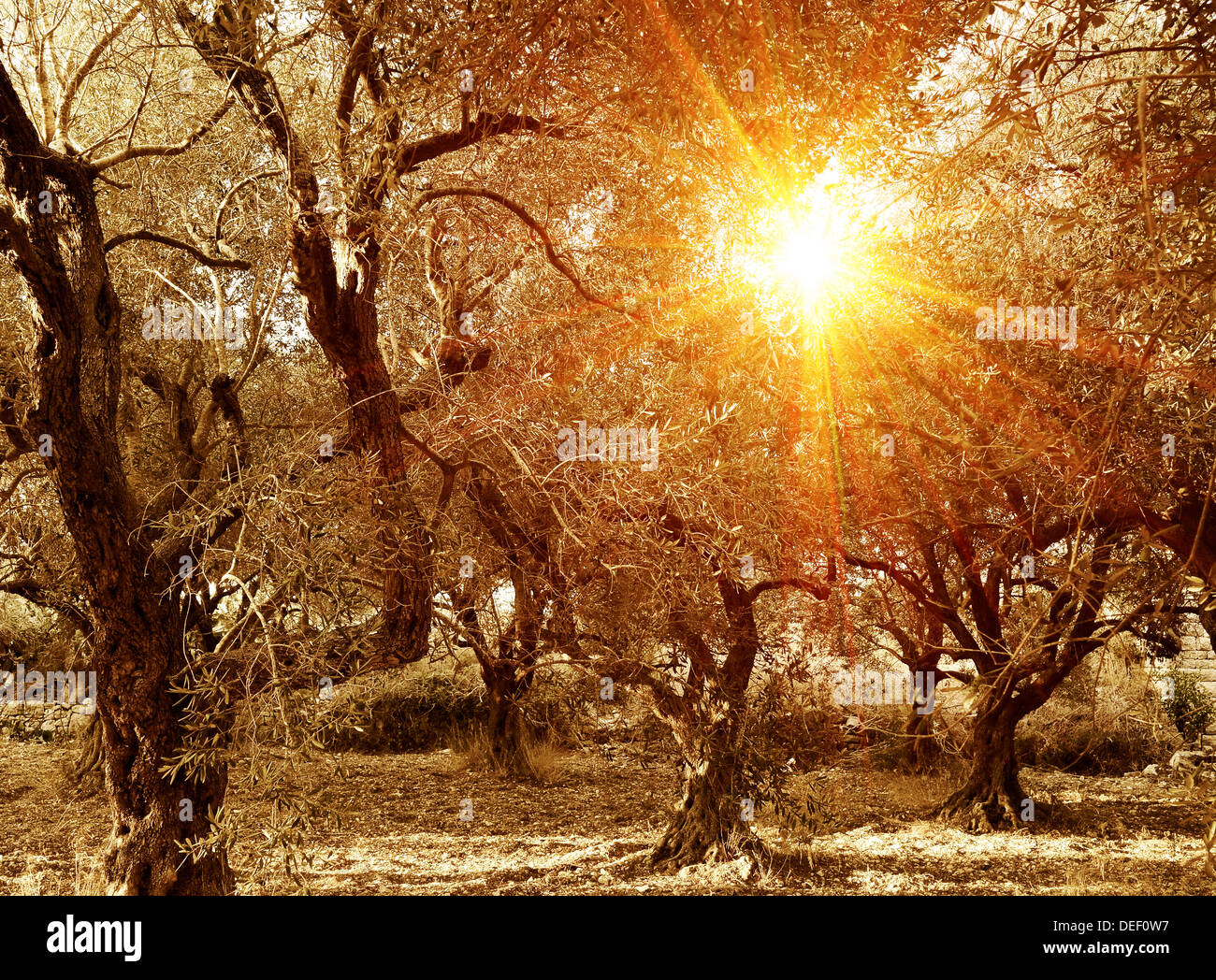 Olive trees garden in autumn, bright sun beams through tree branches ...