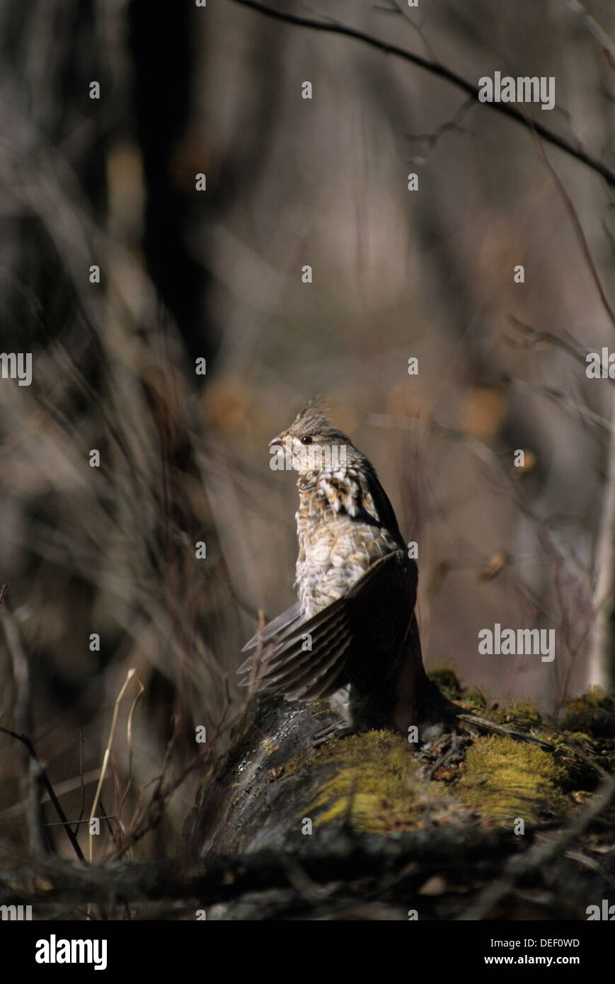 Grouse bird hi-res stock photography and images - Alamy