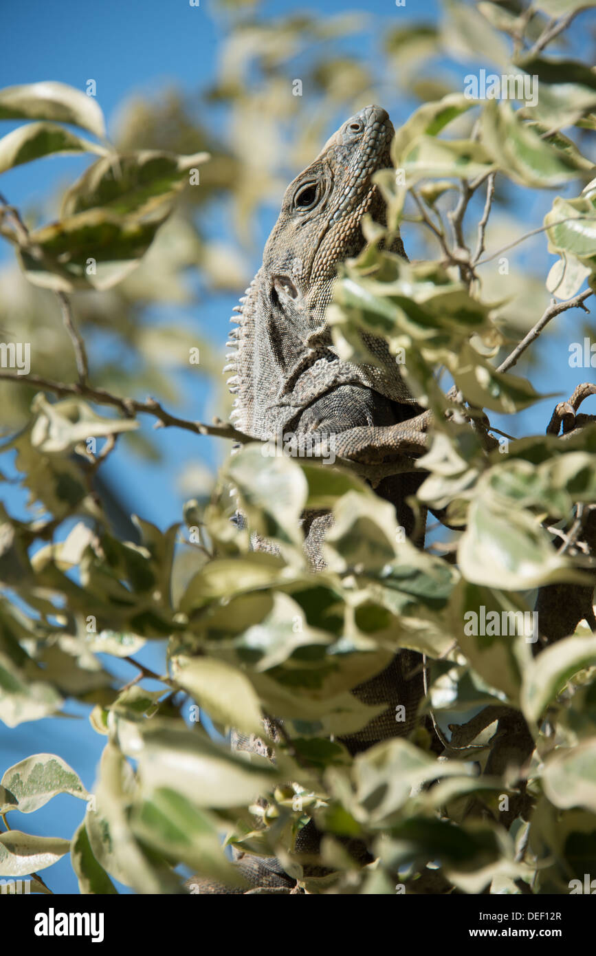 variegated bush with an iguana hiding in Costa Rica Stock Photo - Alamy