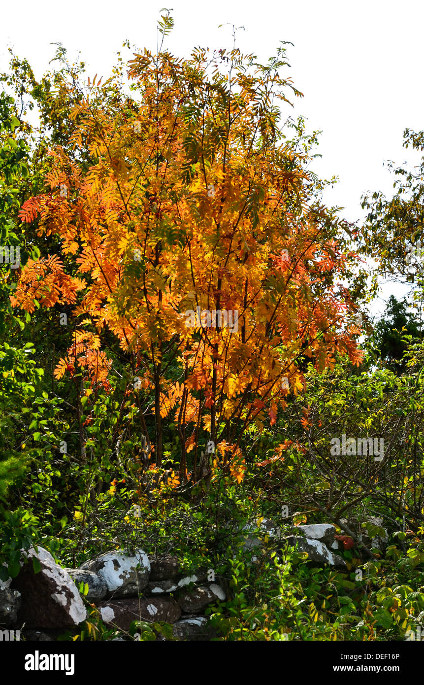 Rowan tree twig hi-res stock photography and images - Alamy