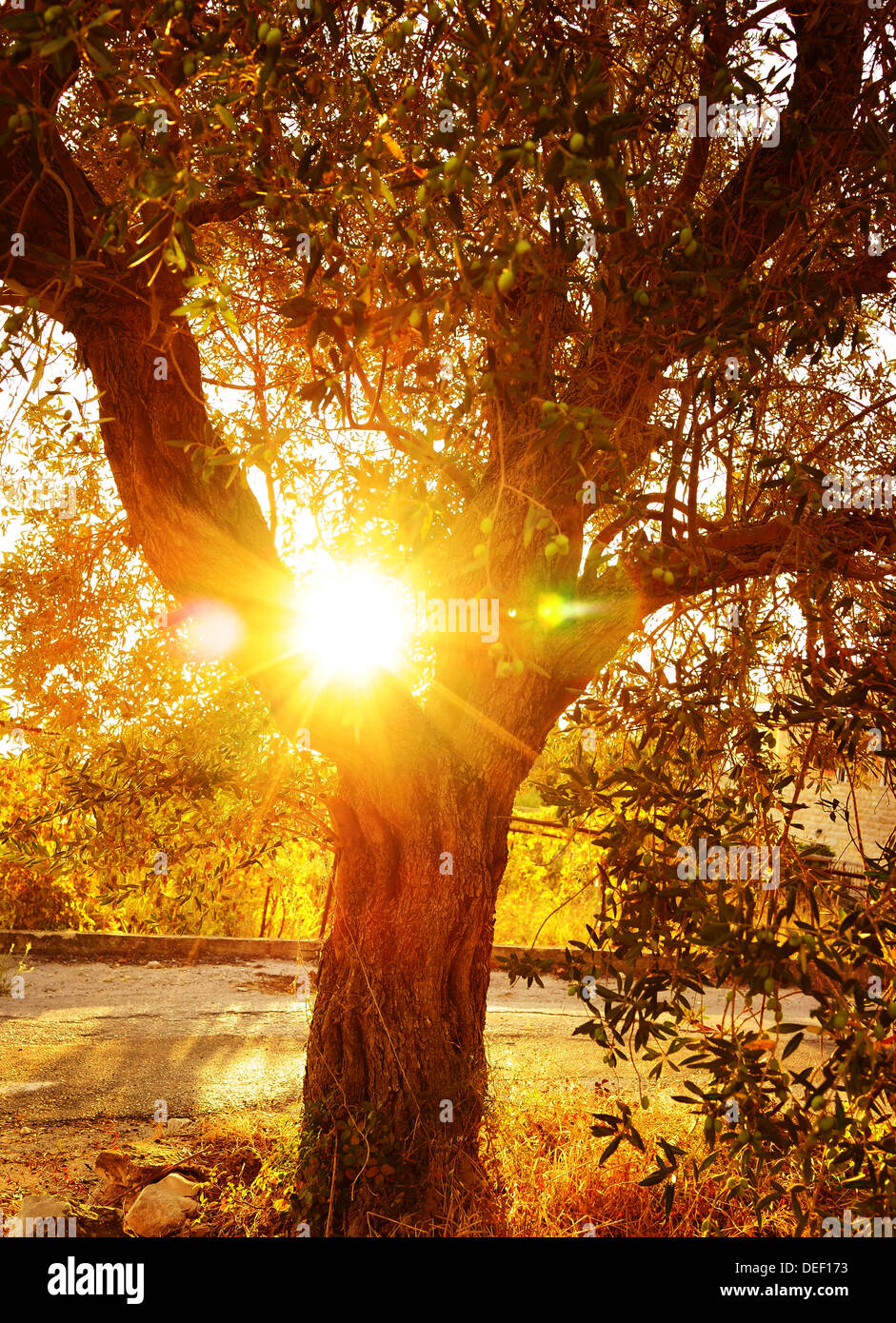 Vivid sun rays through autumnal foliage, olive tree in the garden, food ...