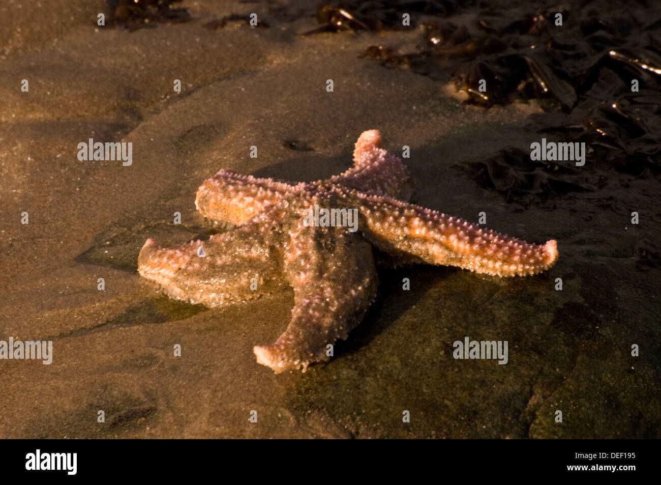 5 legged starfish Stock Photo - Alamy