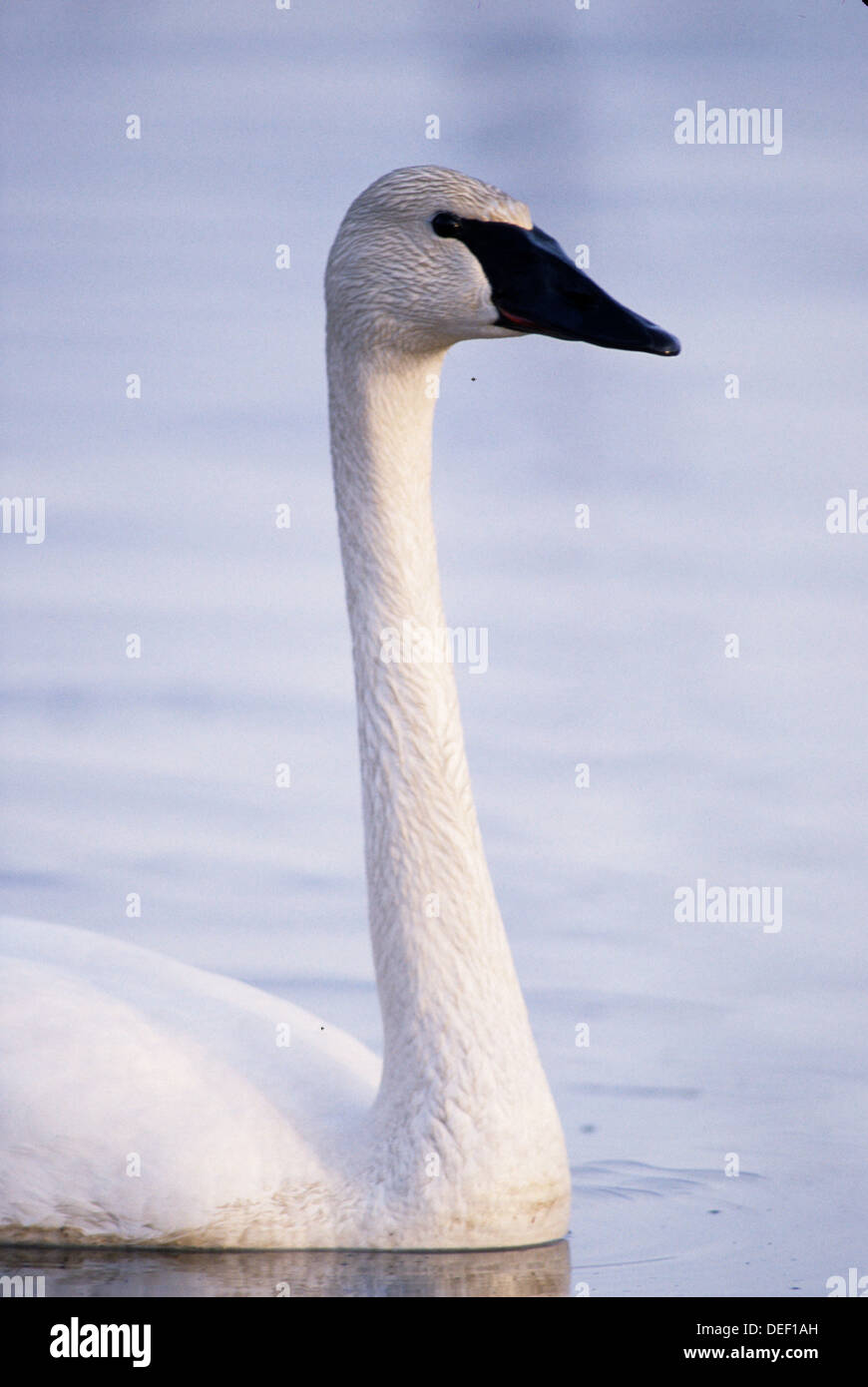 alaska, bird, swan, wildlife, nature, waterfowl, tundra Stock Photo - Alamy