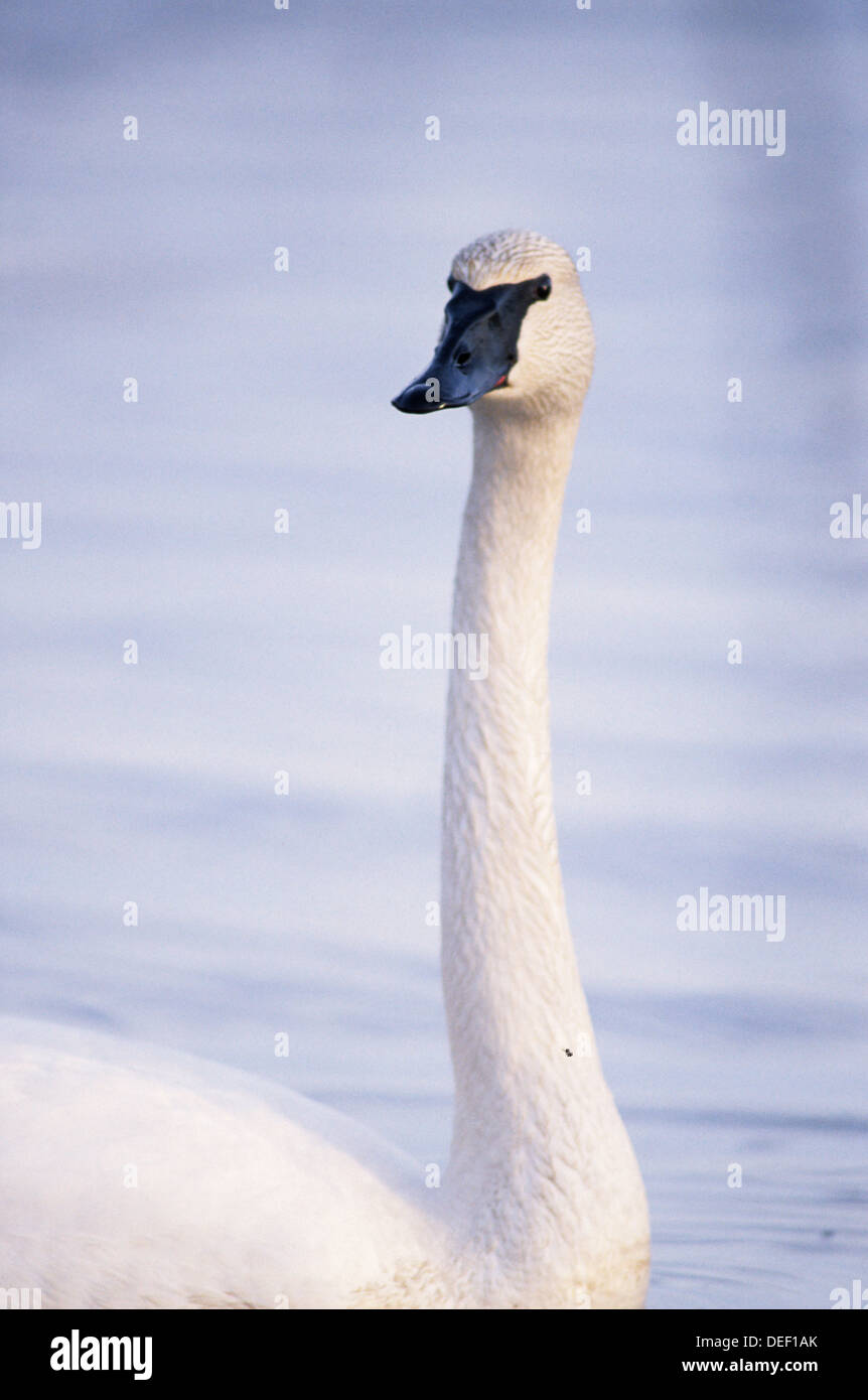 alaska, bird, swan, wildlife, nature, waterfowl, tundra Stock Photo - Alamy