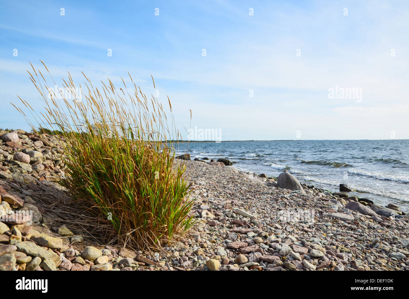 Coloured grass plant at the stony coast of the Baltic sea in Sweden ...