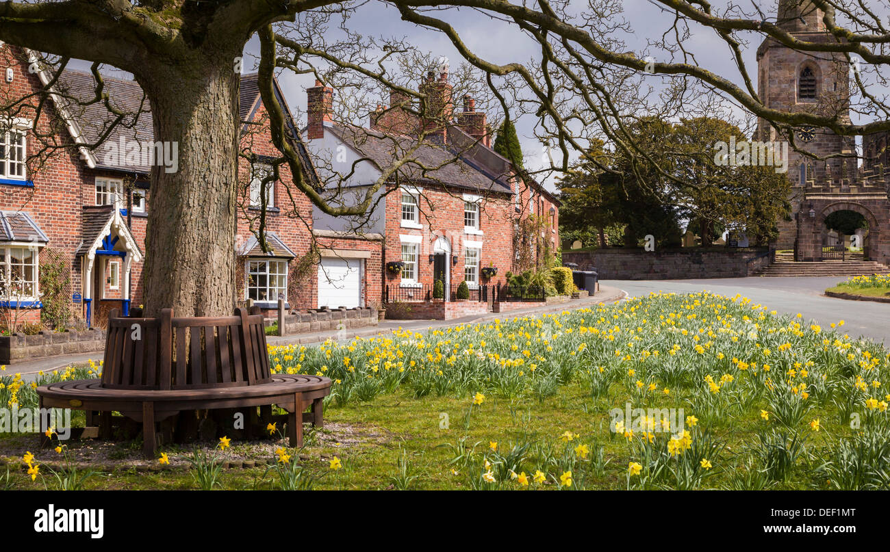 Astbury Village, Cheshire, Daffodils on Village Green Stock Photo - Alamy