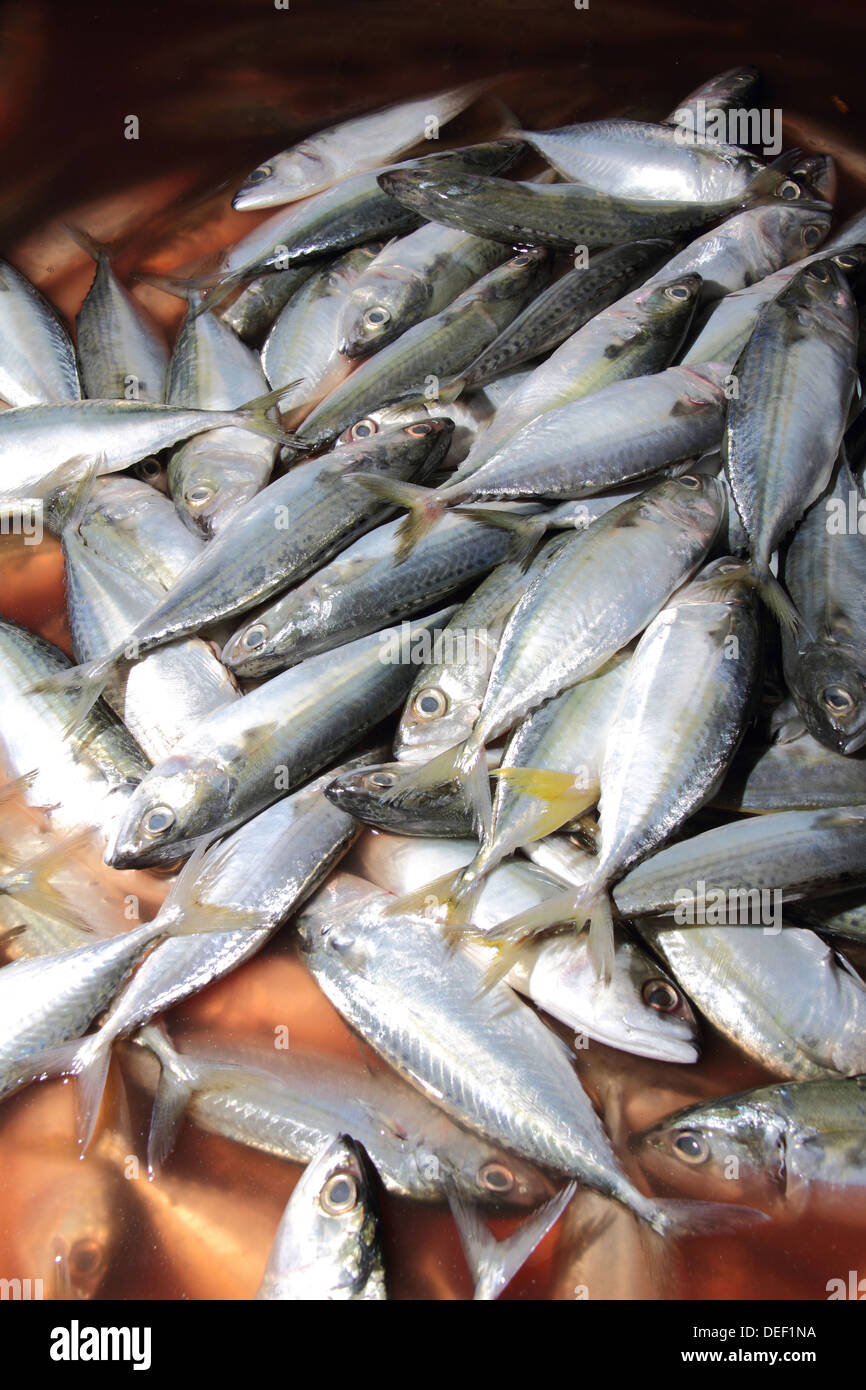 A pile of fresh fishes at fish market for sell Stock Photo - Alamy