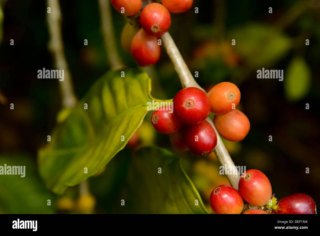 Cosecha café hi-res stock photography and images - Alamy