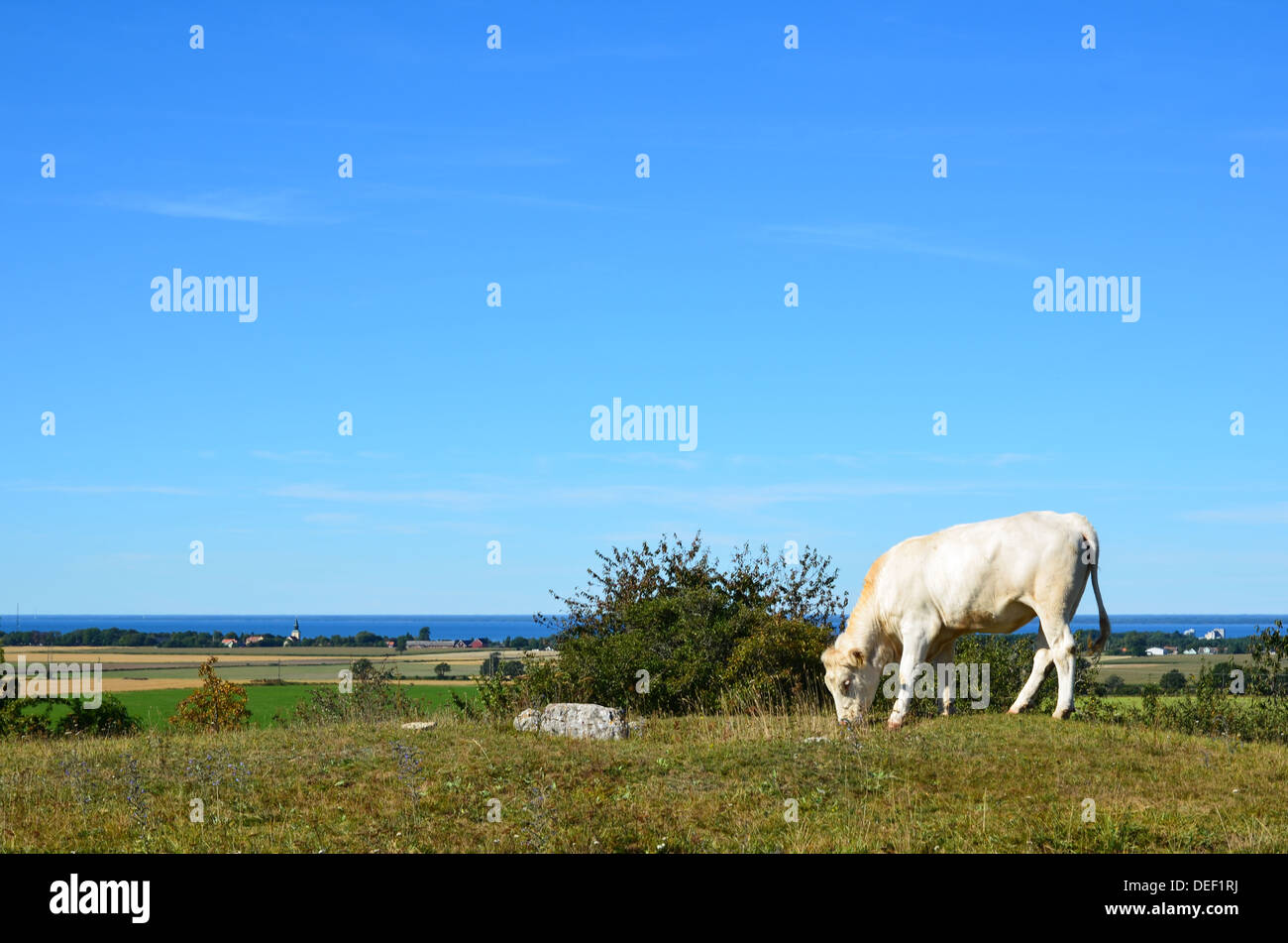 Nice cow hi-res stock photography and images - Alamy