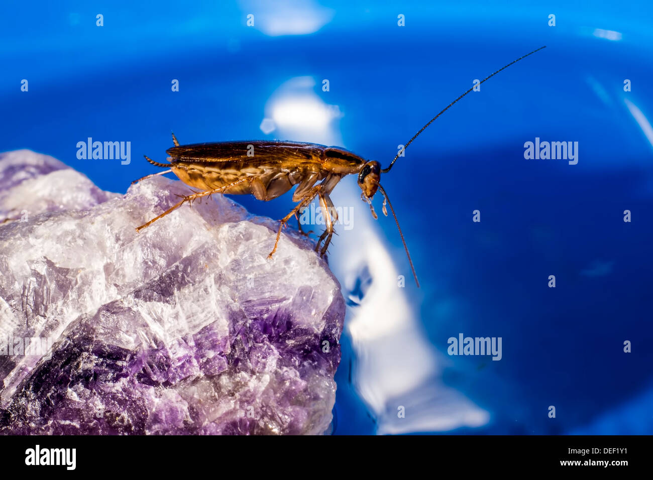 German cockroach (Blattella germanica Stock Photo - Alamy