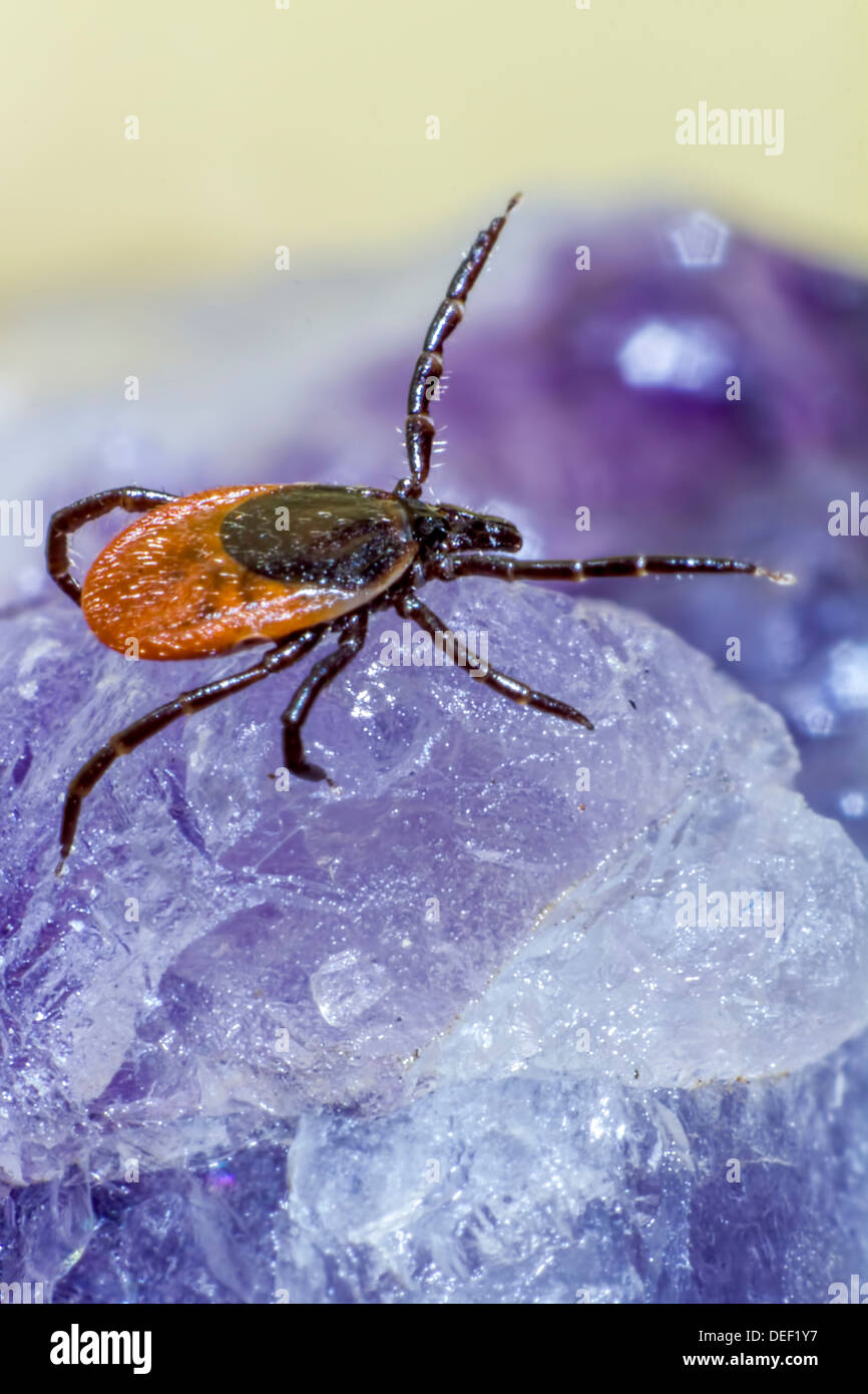 Portrait of a Tick Stock Photo - Alamy