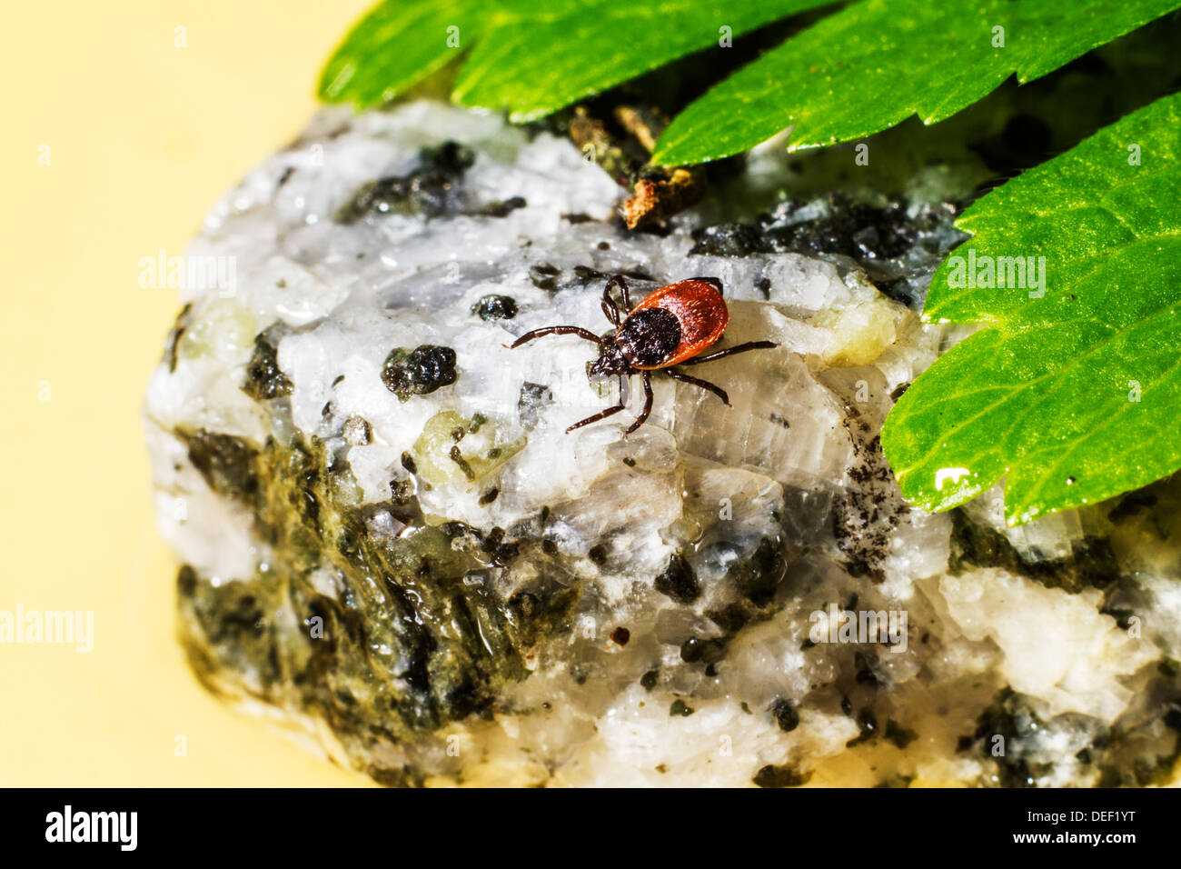 Portrait of a Tick Stock Photo - Alamy