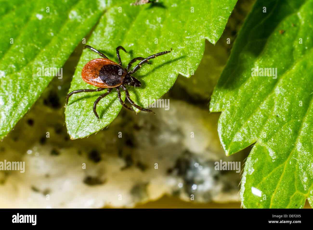 Portrait of a Tick Stock Photo - Alamy