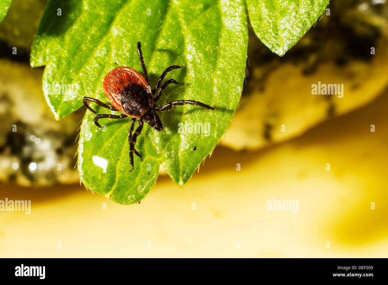 Tick insect hi-res stock photography and images - Alamy