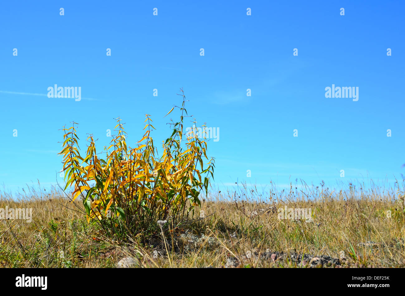 Alvar plant hi-res stock photography and images - Alamy