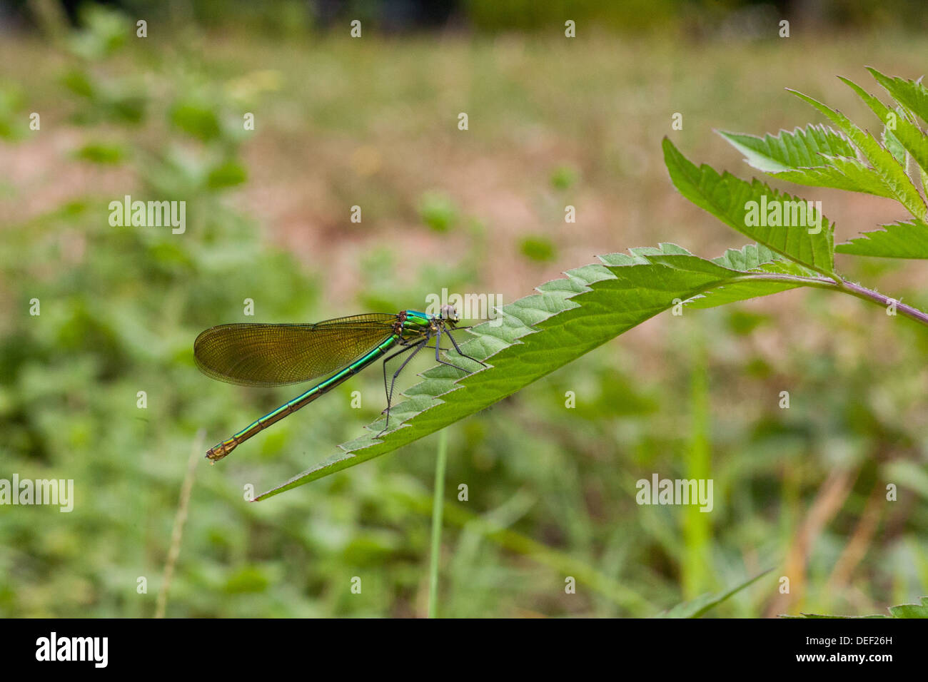 Female Beautiful Demoiselle damselfly (calopteryx virgo Stock Photo - Alamy