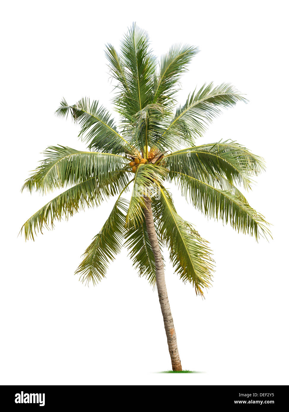 Coconut tree isolated on white background Stock Photo - Alamy