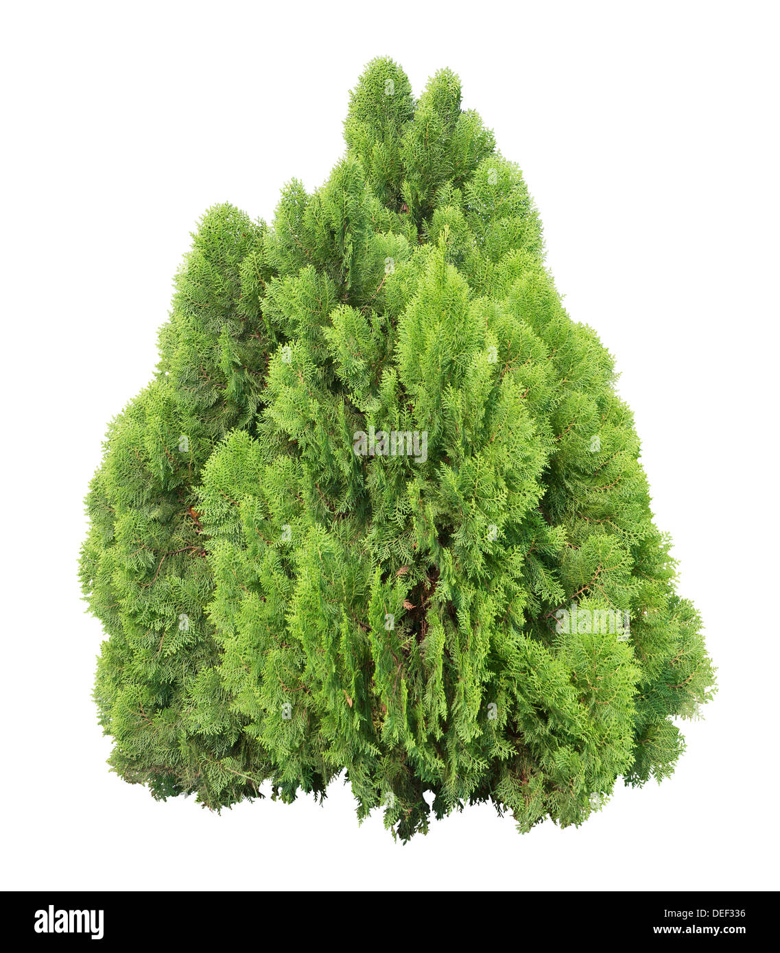 Young cypress tree isolated on white background Stock Photo - Alamy
