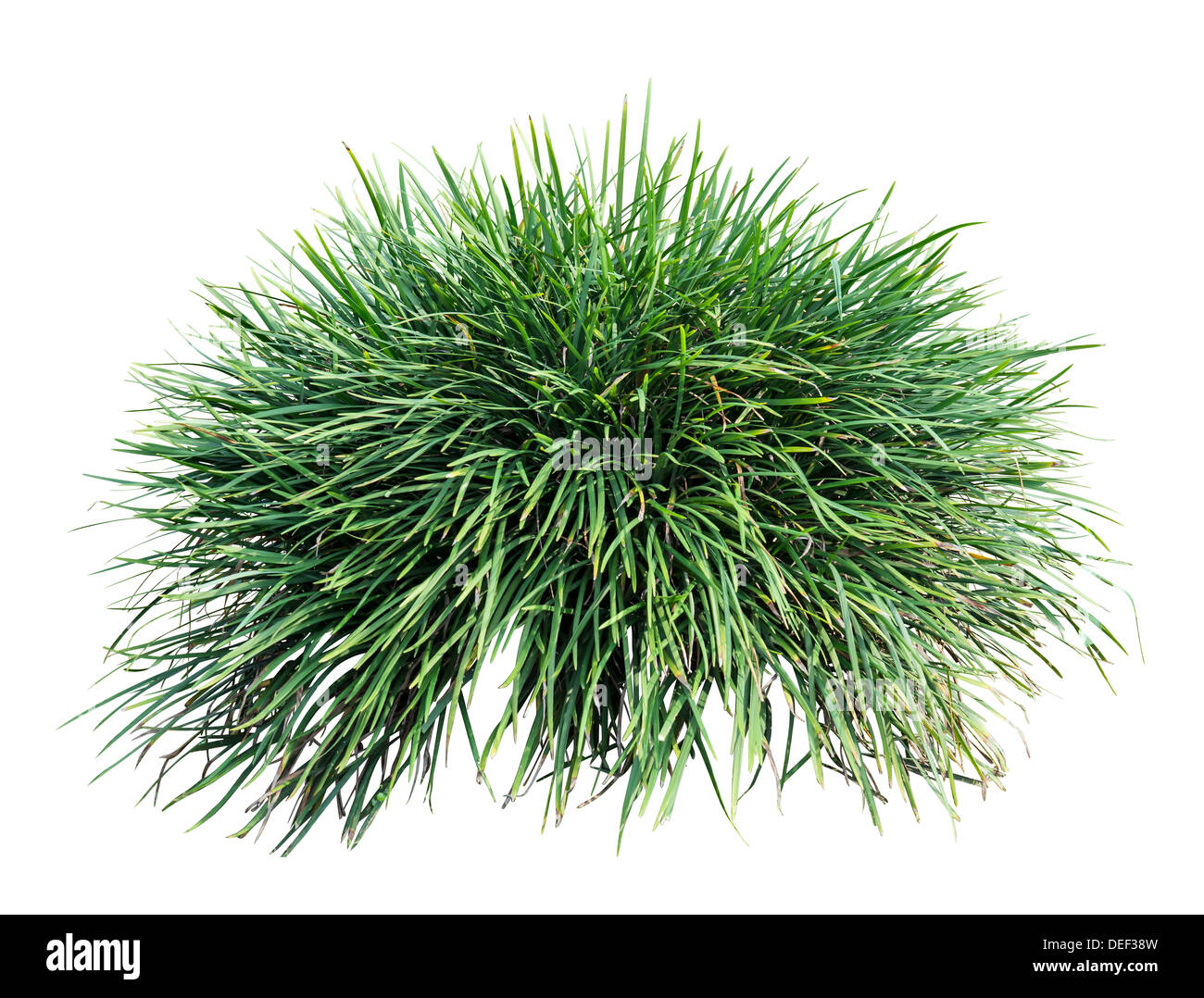 Very long grass Cut Out Stock Images & Pictures - Alamy
