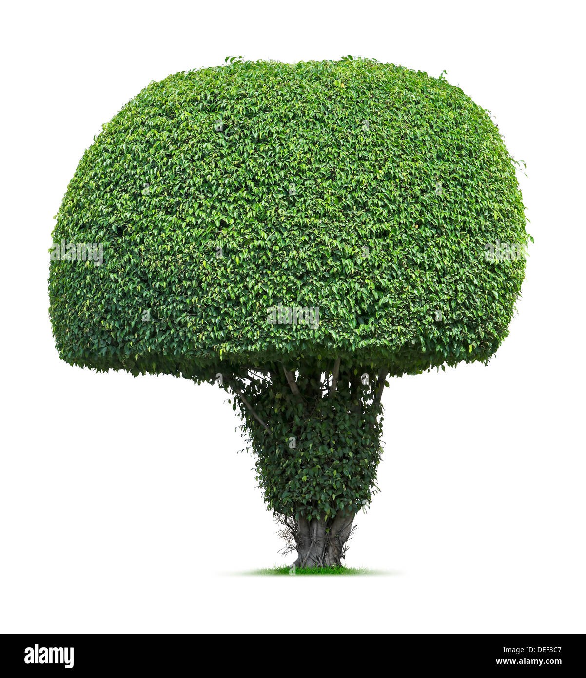 Round tree isolated on white background Stock Photo - Alamy