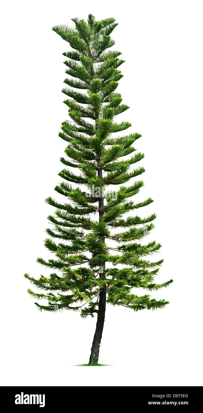 Spruce tree isolated on white background Stock Photo - Alamy