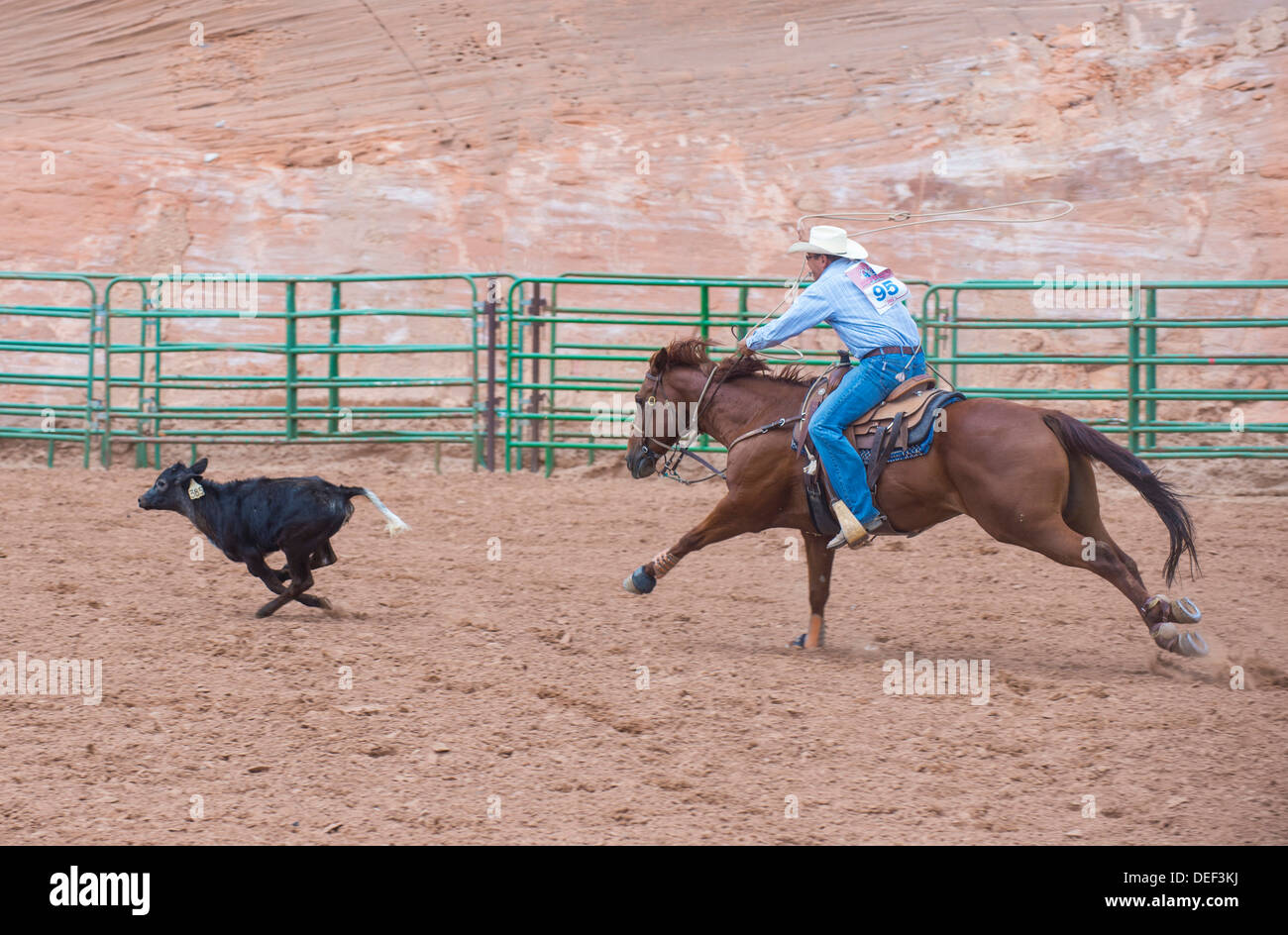 Cowboy Participates in in a Calf roping Competition at the 92nd annual ...