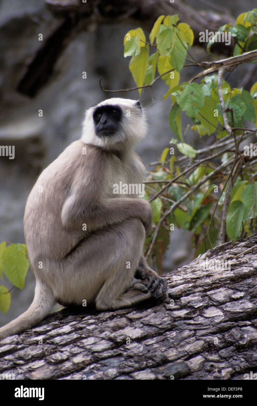 wildlife, jungle, nepal, monkey, asia, nature Stock Photo - Alamy