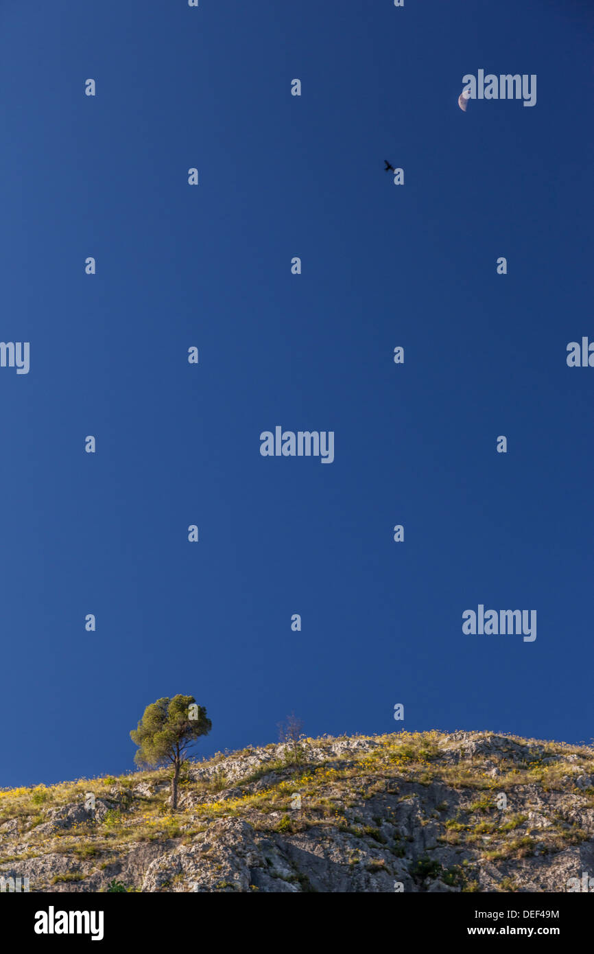 Freedom tree hi-res stock photography and images - Alamy