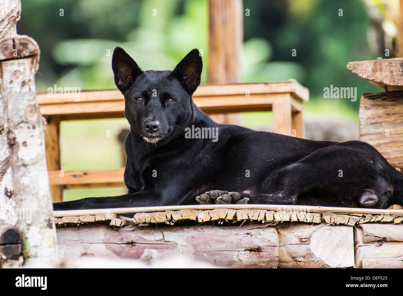 Thai black dog on terrace Stock Photo - Alamy