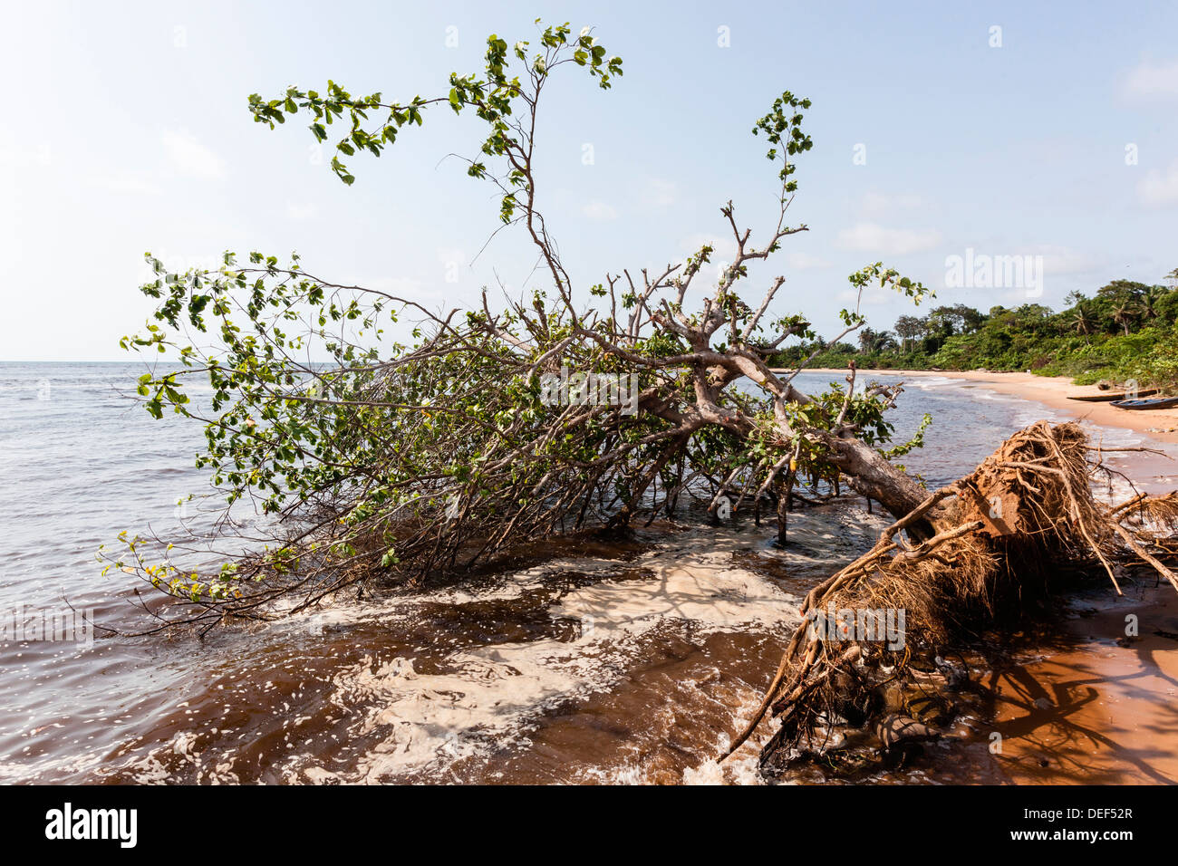 Africa, Cameroon, Kribi. Fallen tree in water Stock Photo - Alamy
