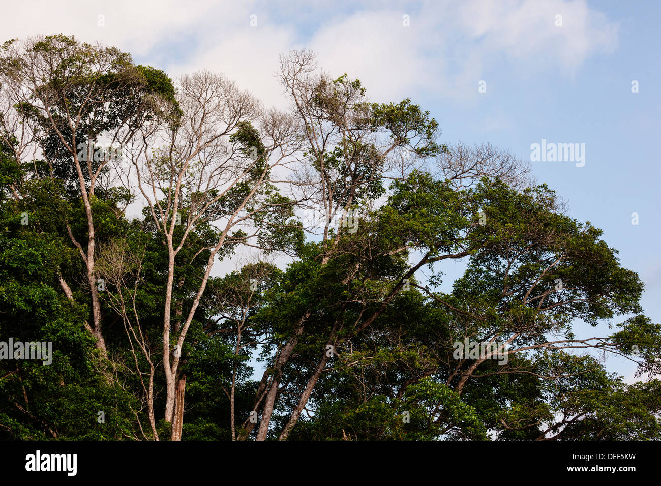 Tree Species In Cameroon Africa at Pam Calhoun blog