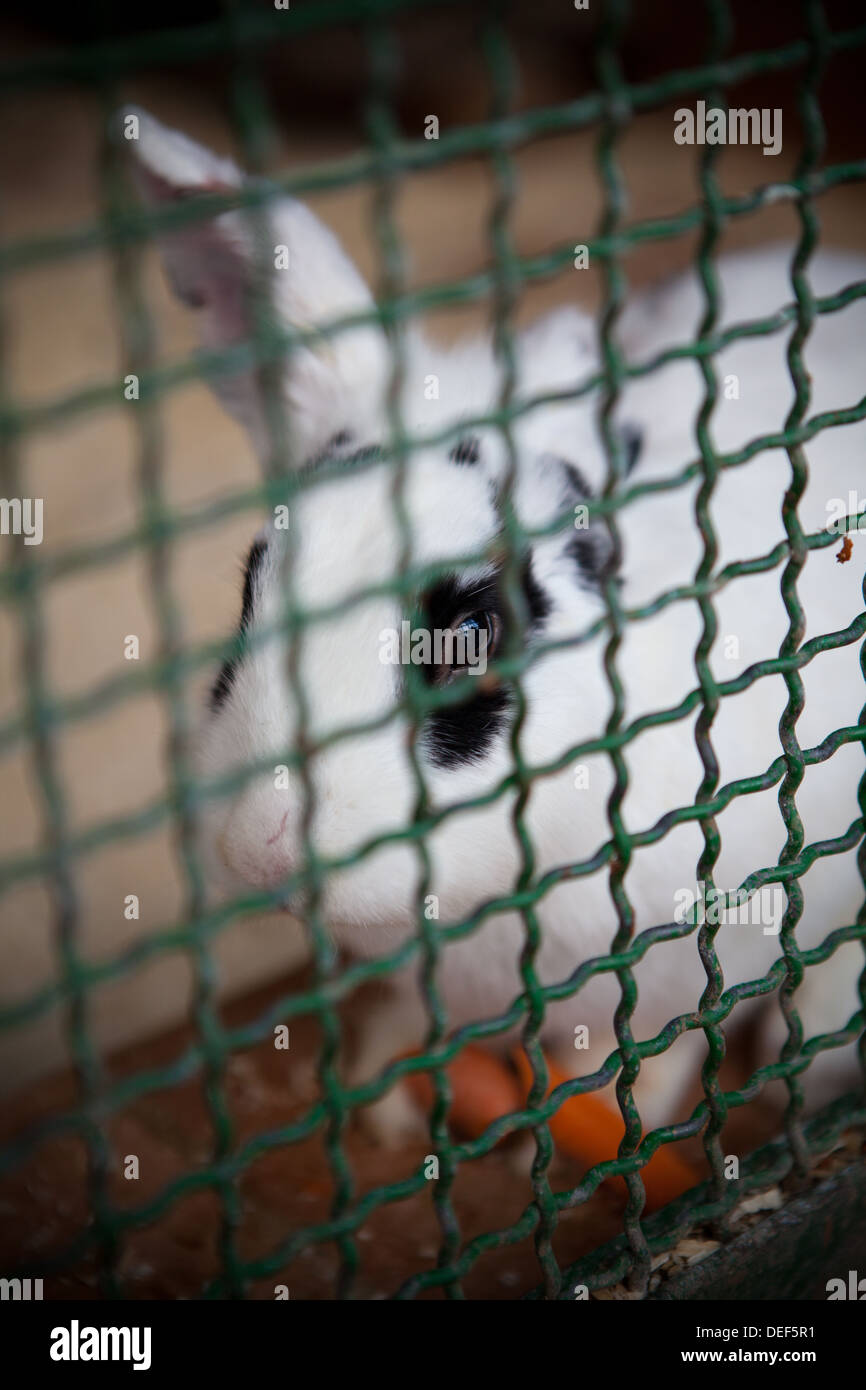 A rabbit in a cage eating a carrot in Trapani in the Province of ...