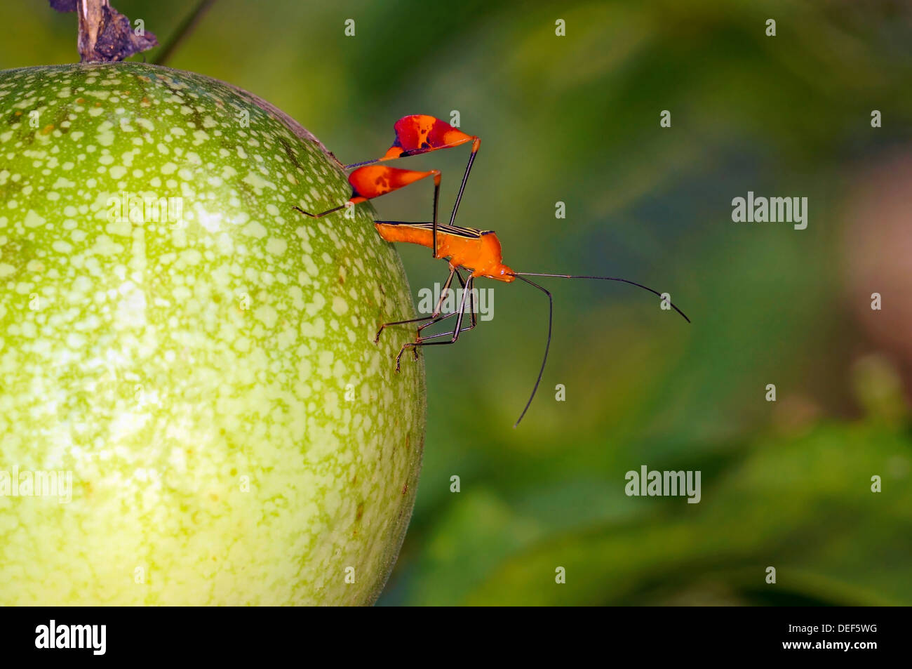 Leaf footed bug Anisoscelis flavolineata on a passion fruit, Bocas del ...